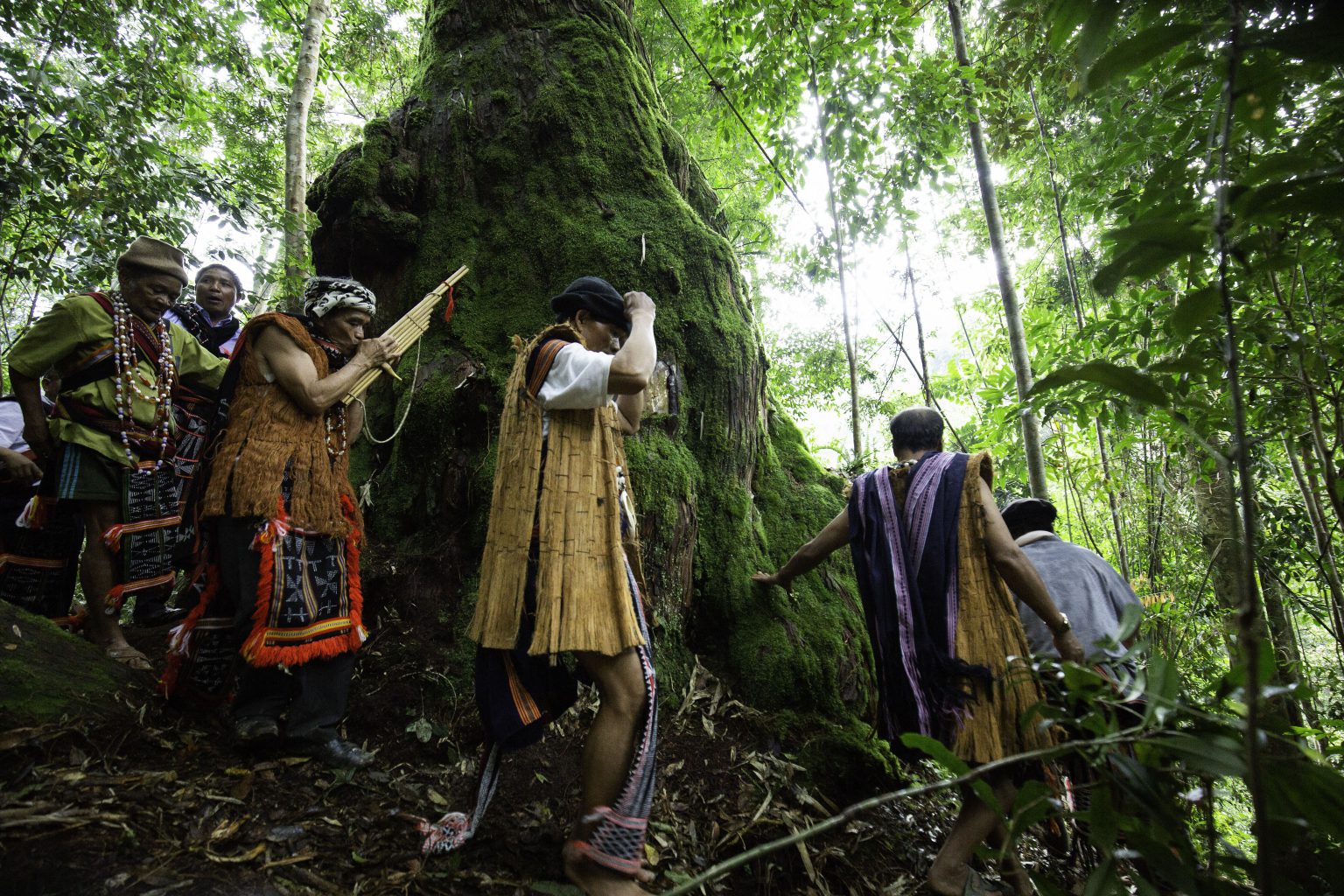Lost in the kingdom of pơ mu - Heritage Vietnam Airlines
