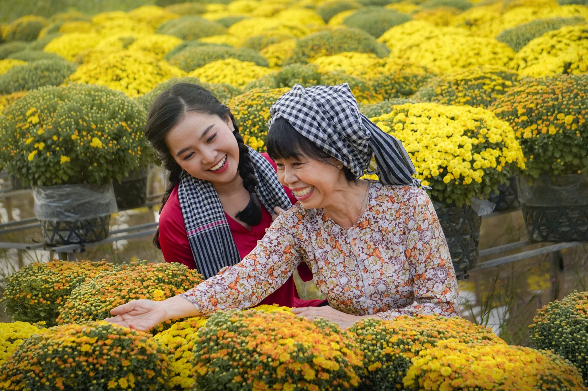 Sa Dec's golden spring - Heritage Vietnam Airlines