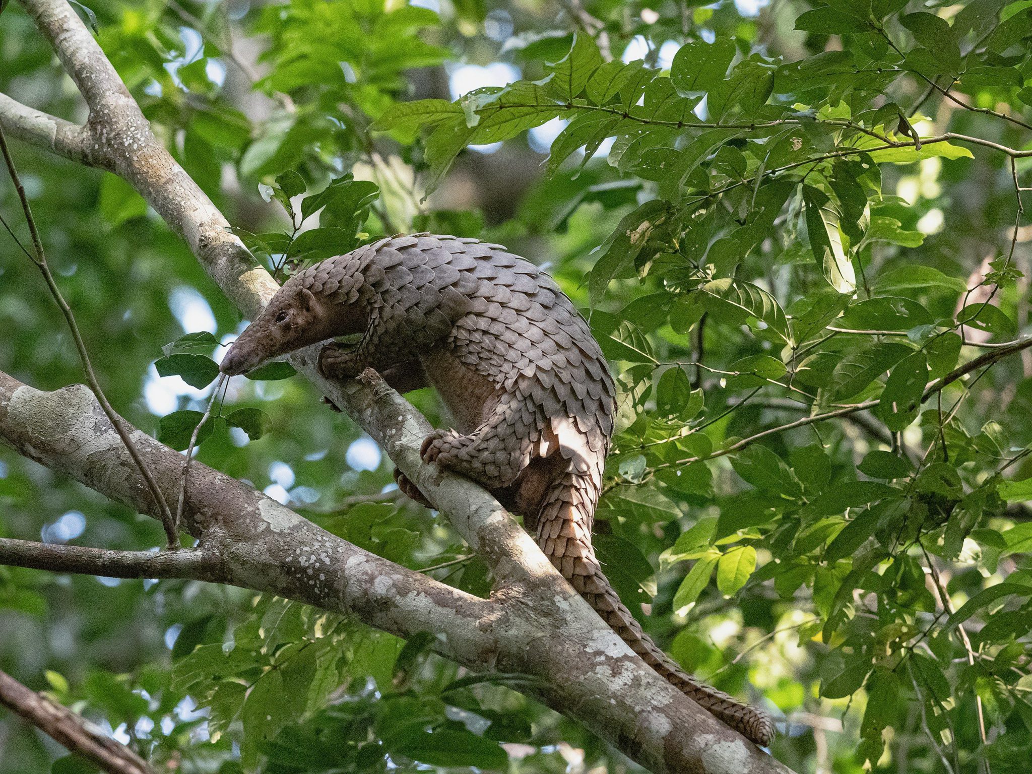 Cat Tien National Park officially joins the IUCN Green List of ...