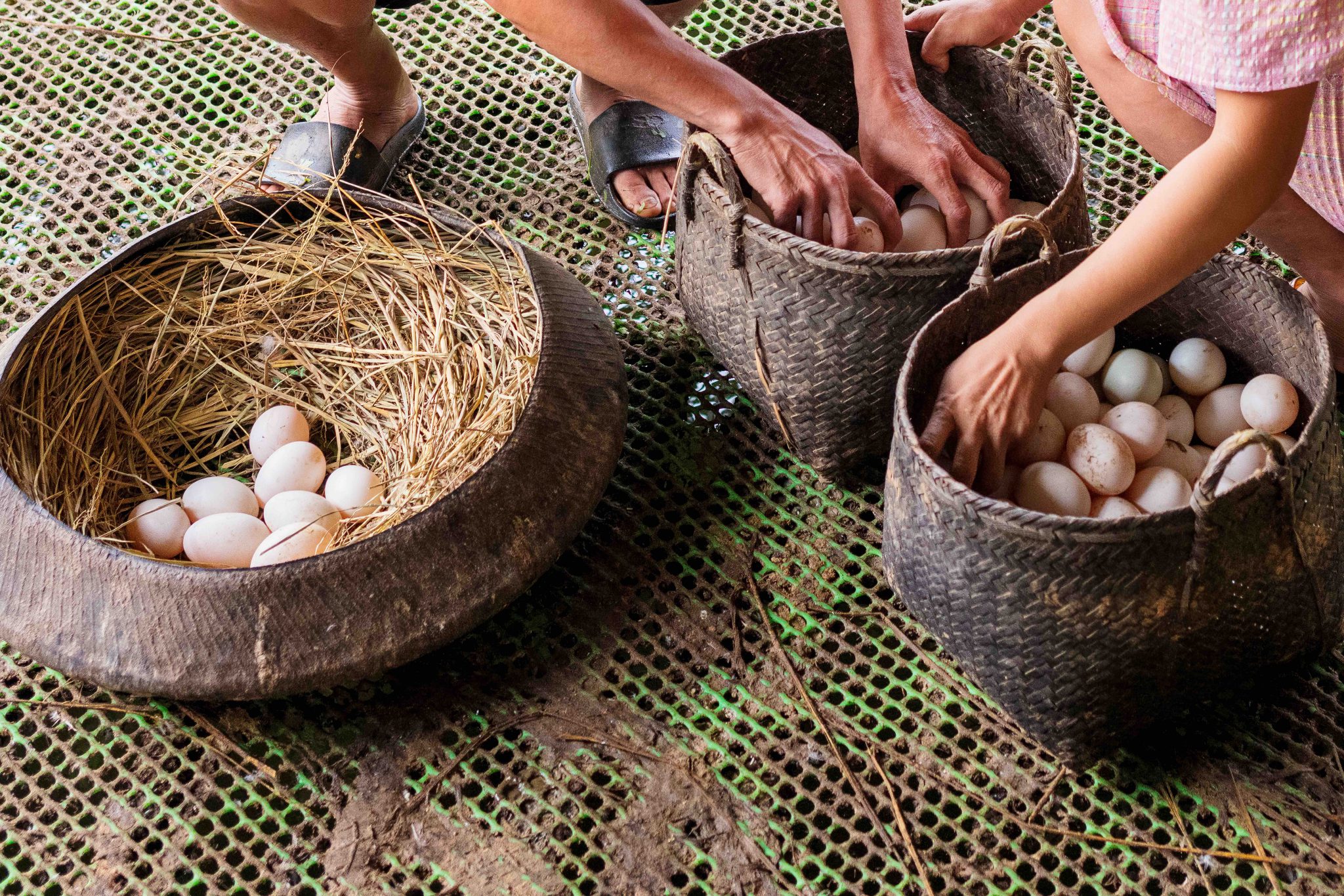 Rơm vàng che chở đời quê - Heritage Vietnam Airlines