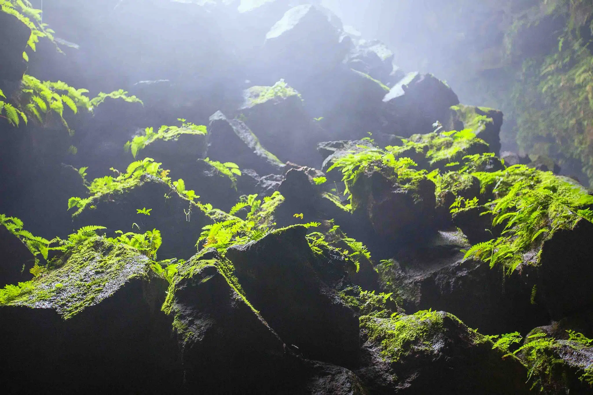 Basaltic veins through the great forest - Heritage Vietnam Airlines